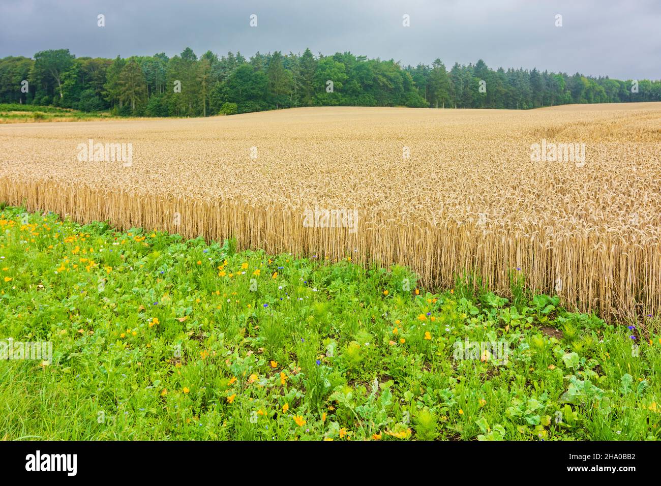 Buffer strip by field hi-res stock photography and images - Alamy