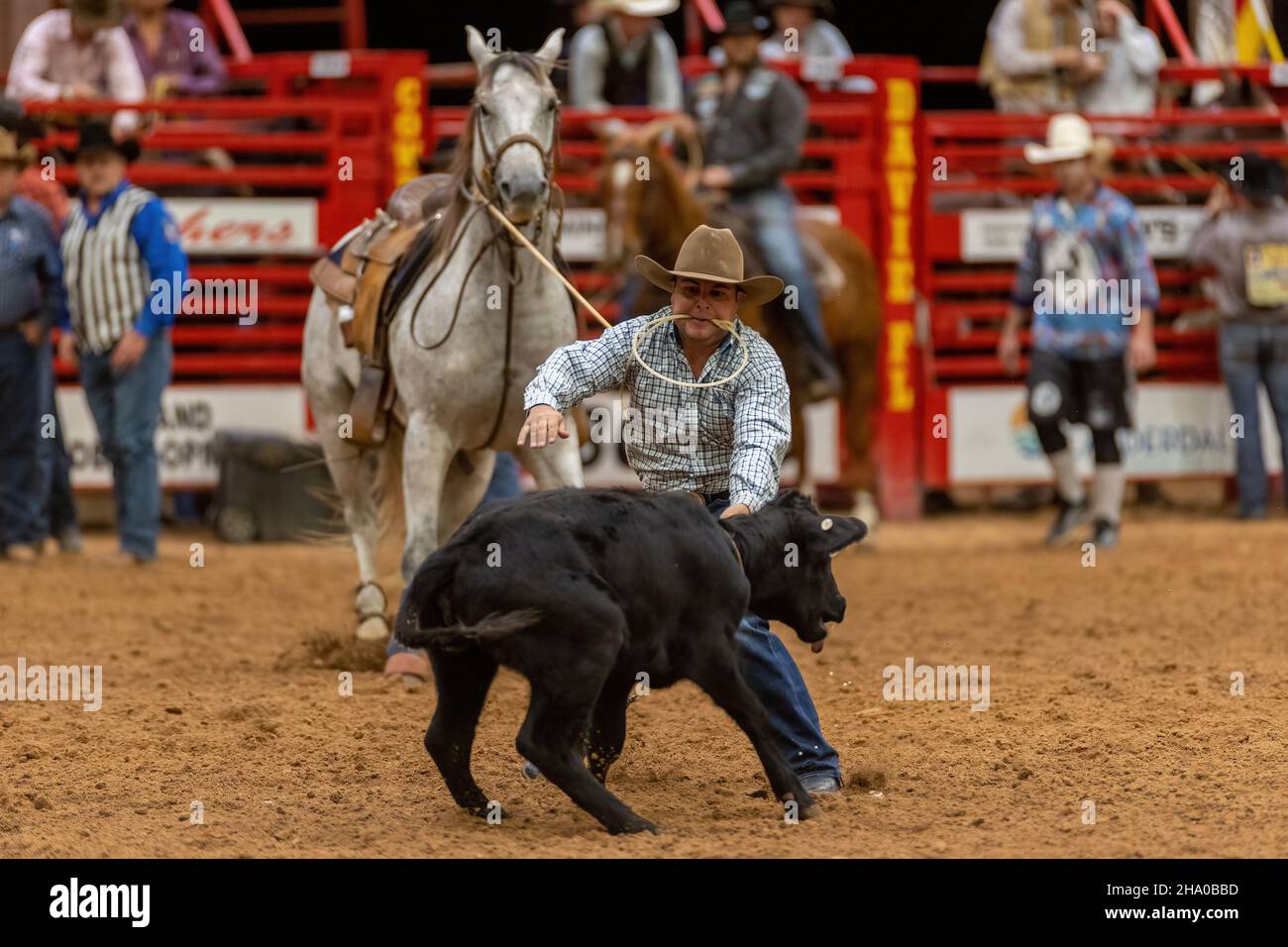 Tie-down Roping seen on Southeastern Circuit Finals Rodeo during the ...