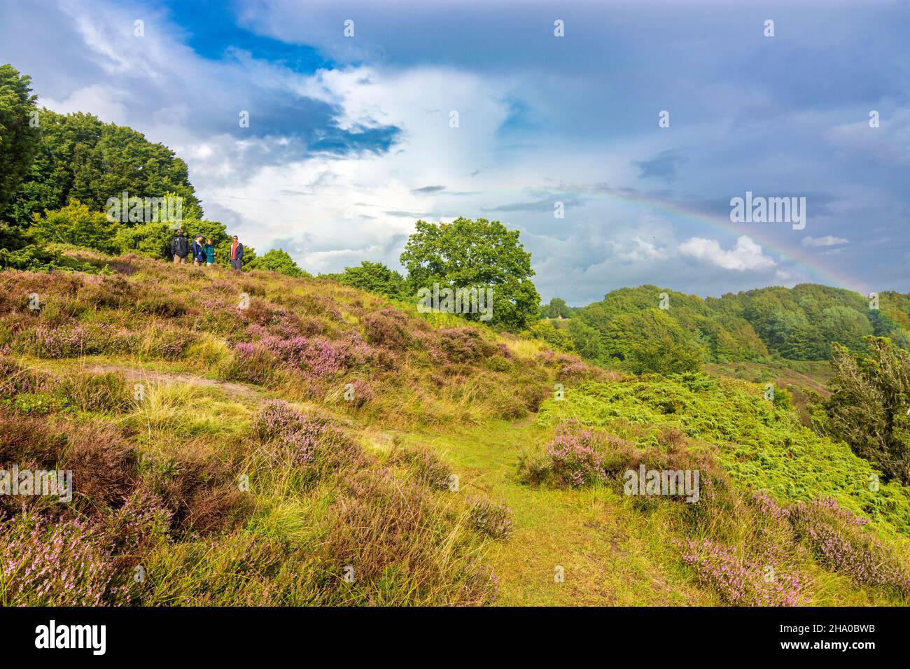 Rebild: Rebild National Park, heath, in Rebild Bakker, Jylland, Jutland ...