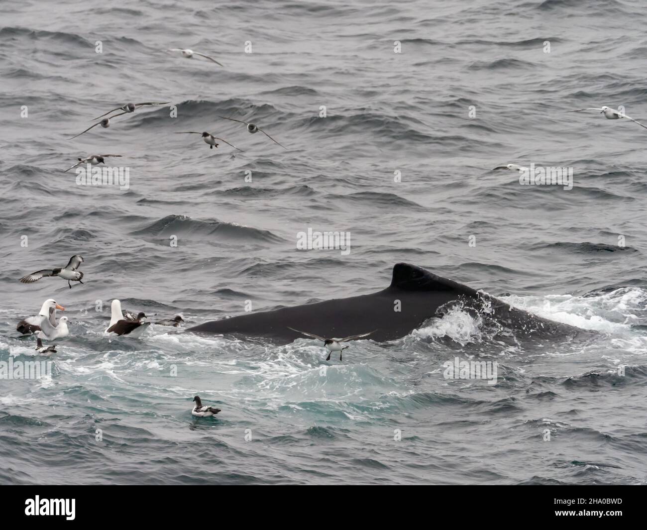 A feeding frenzy of Humpback whales, Megaptera novaeangliae feeding on krill off South Orkney ...