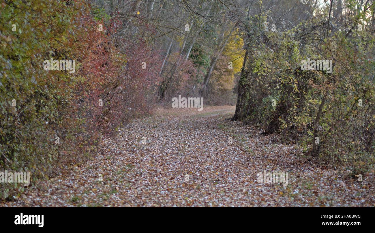 Path covered by leaves. Natural shrub hedge and trees. Riverside land ...