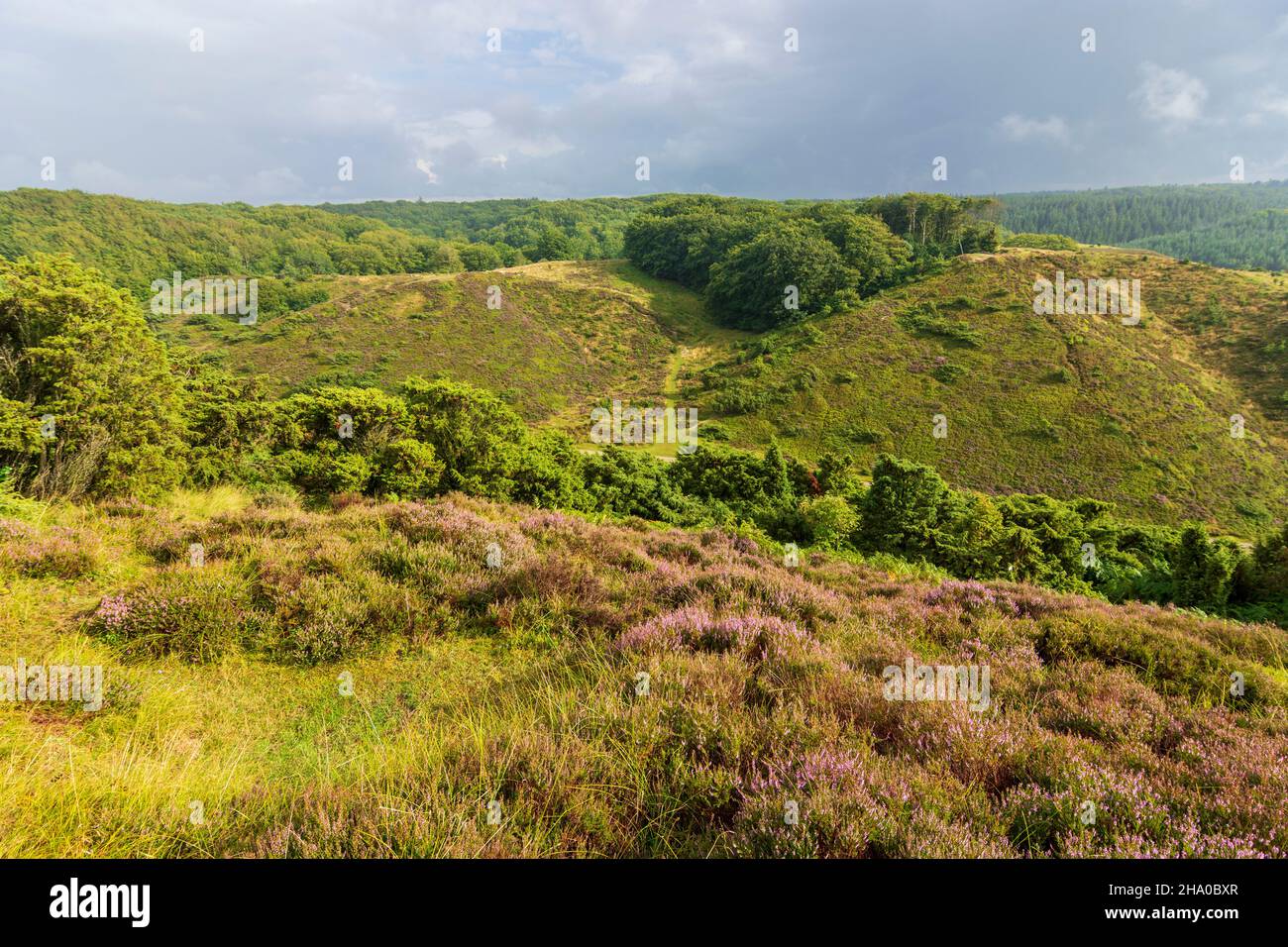 Rebild: Rebild National Park, heath, in Rebild Bakker, Jylland, Jutland ...