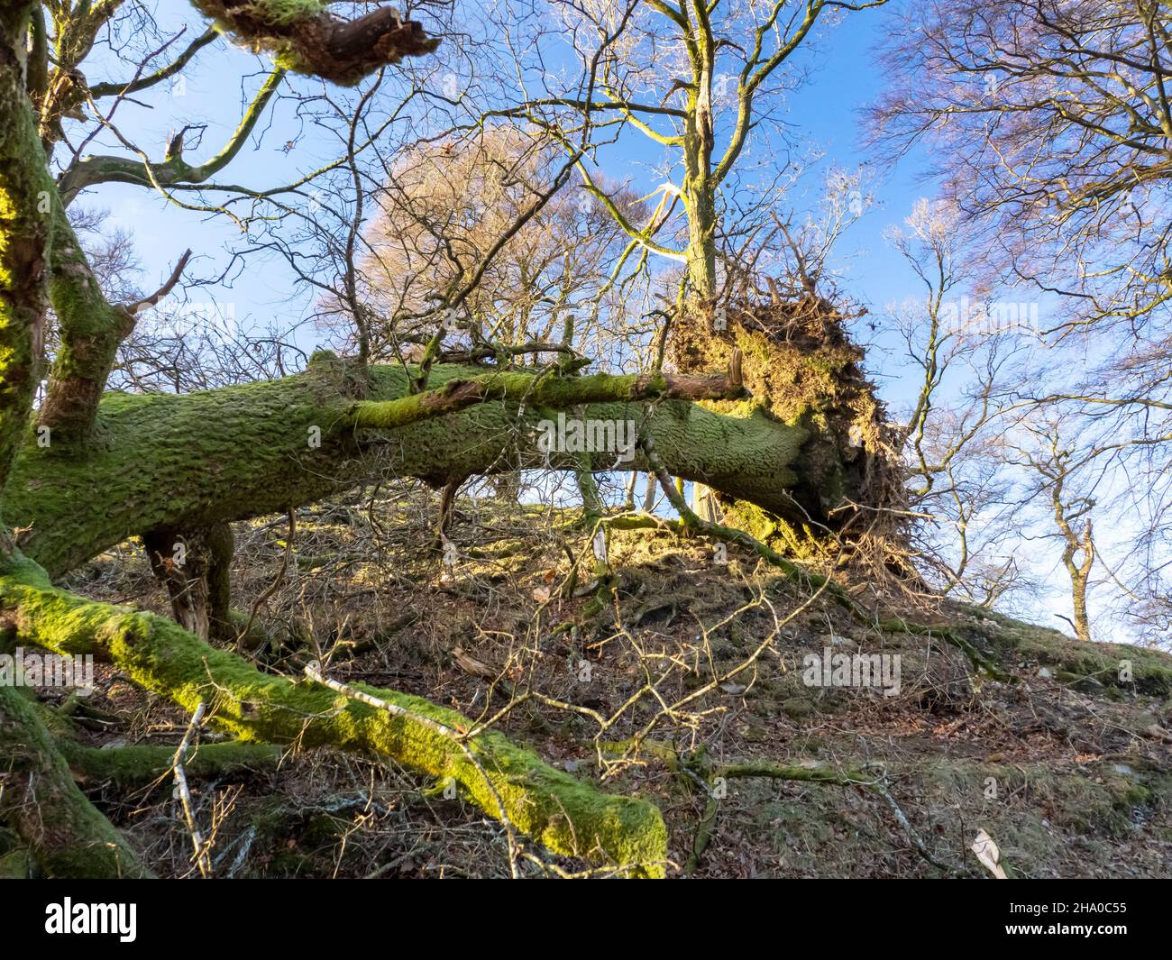 An Oak tree in Ambleside blown over by Storm Arwen, an extrmely ...