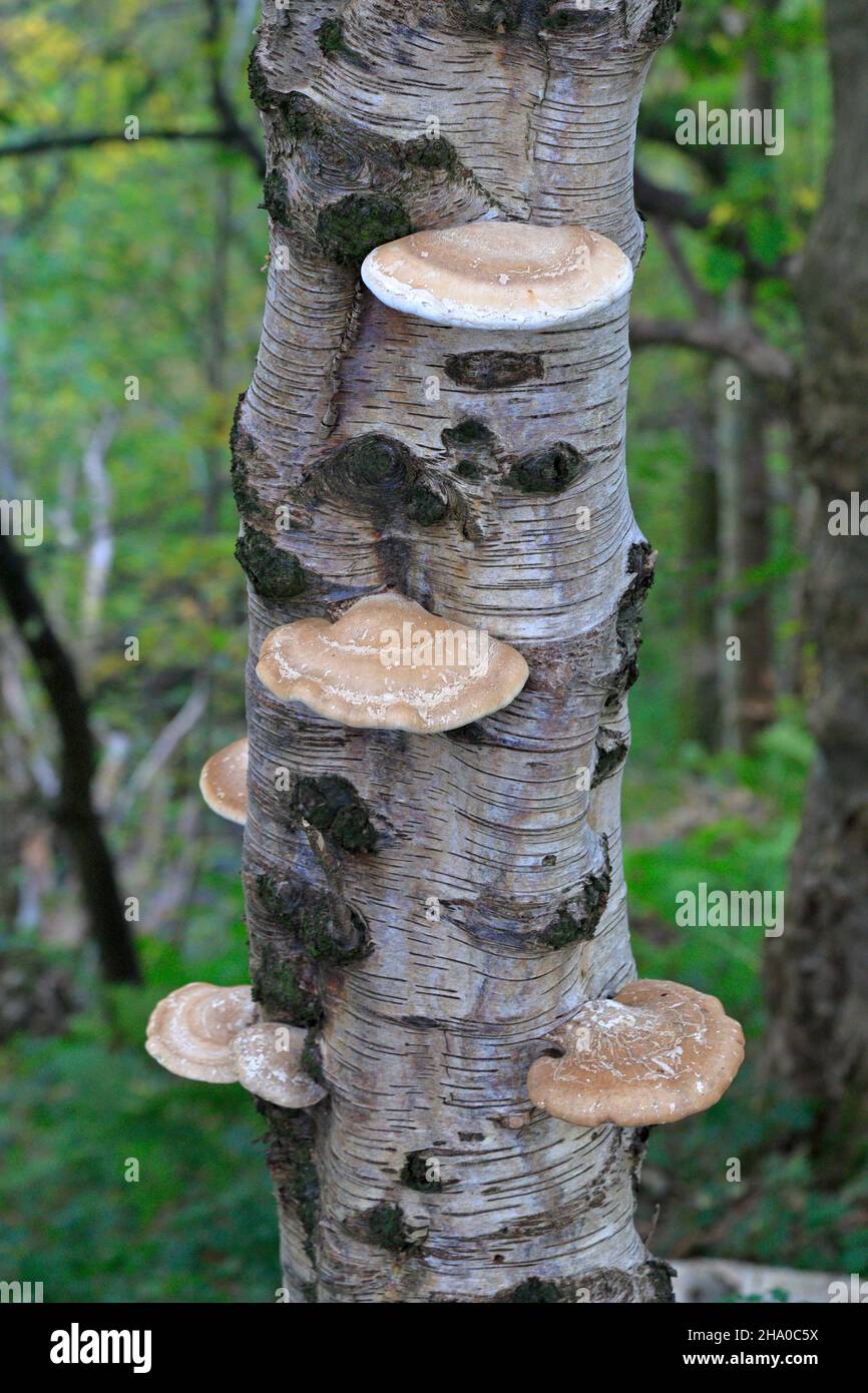 Fomitopsis betulina, birch polypore, birch bracket, or razor strop. A ...