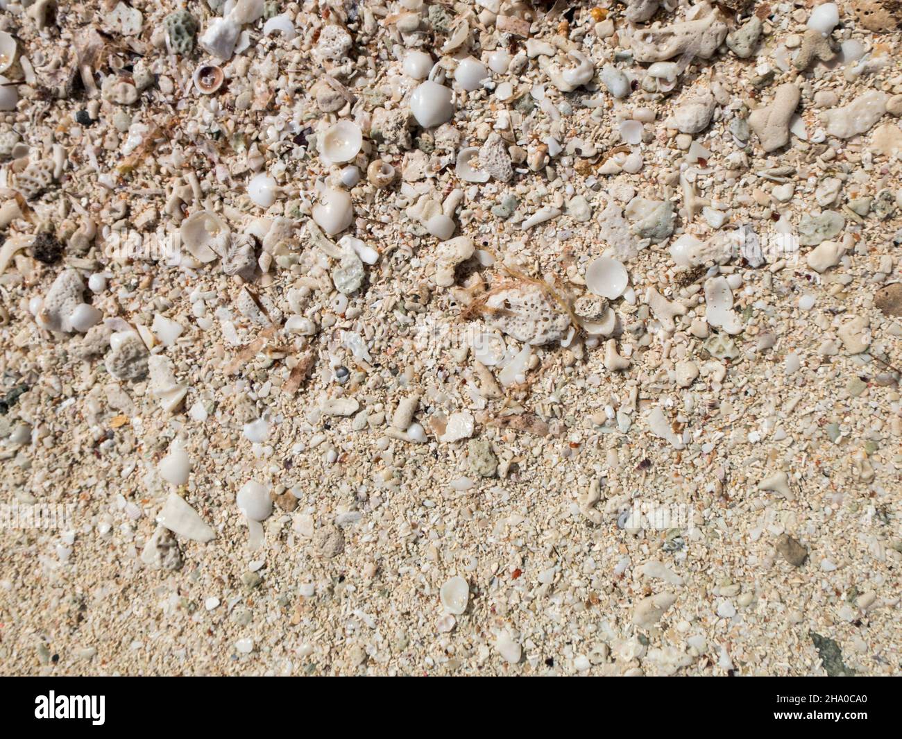 Coarse beach sand with shells hi-res stock photography and images - Alamy