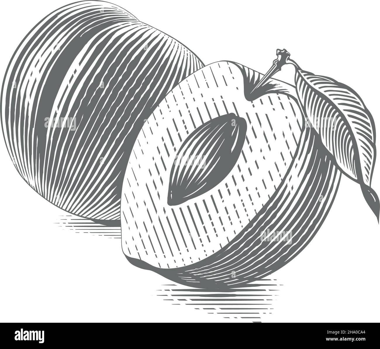 Plum drawing hi-res stock photography and images - Alamy