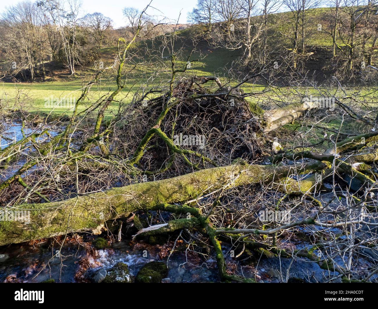 Trees in Ambleside blown over by Storm Arwen, an extrmely powerful ...