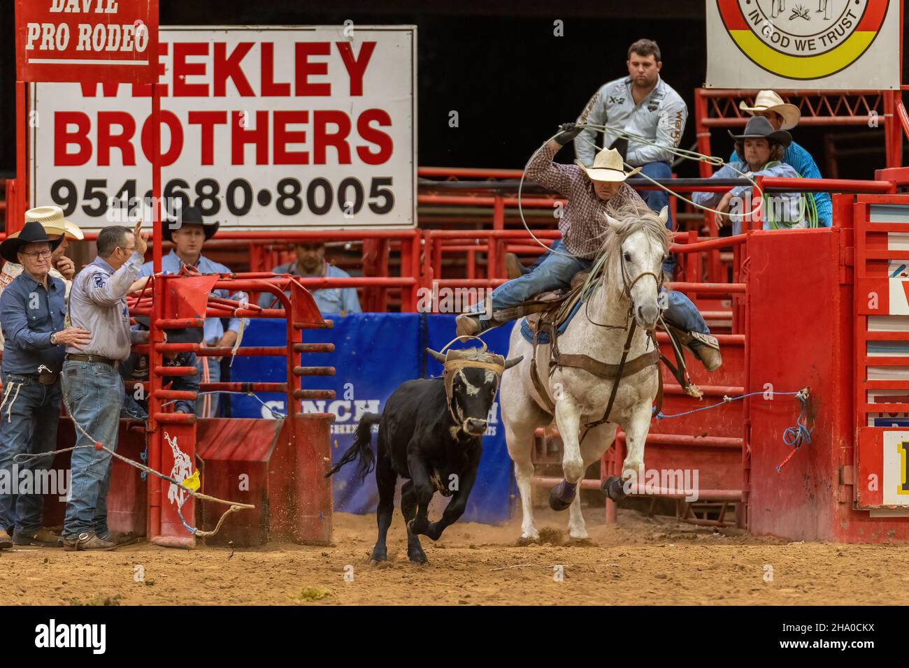 Team roping hi-res stock photography and images - Alamy