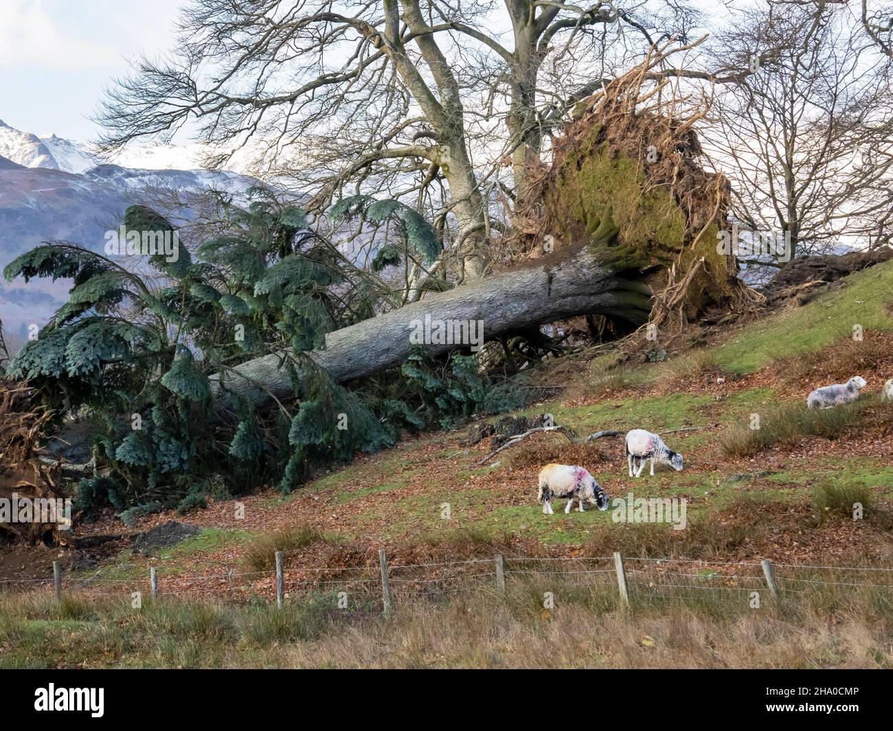 A tree in Ambleside blown over by Storm Arwen, an extrmely powerful ...