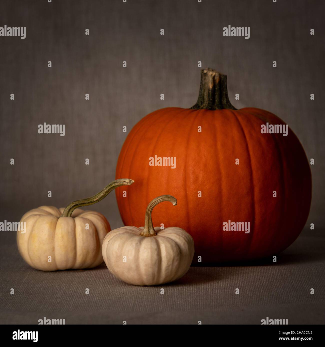 Still life. An orange pumpkin and two small white pumpkins on linen ...