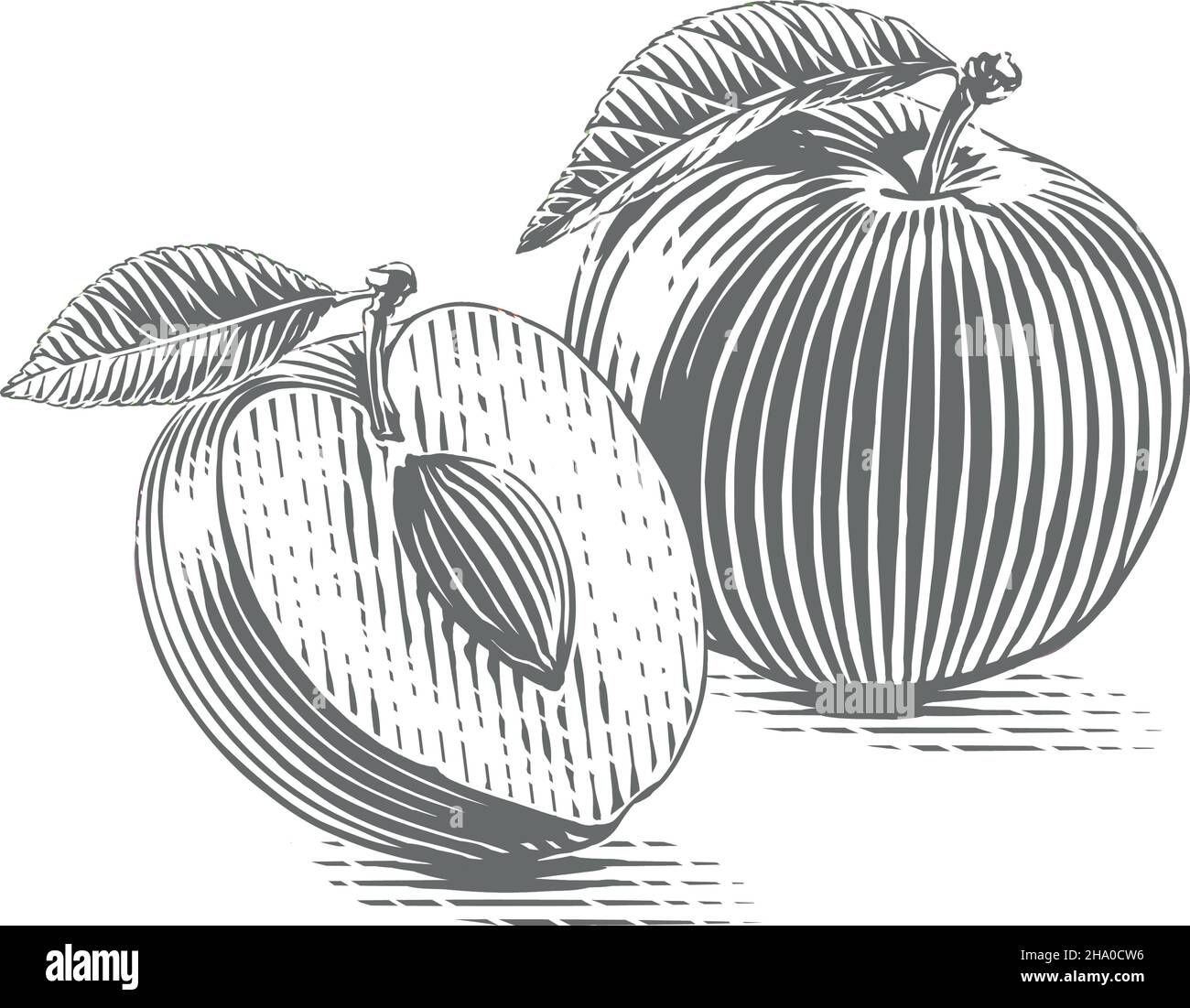 plum Hand drawing sketch engraving illustration style Stock Vector ...