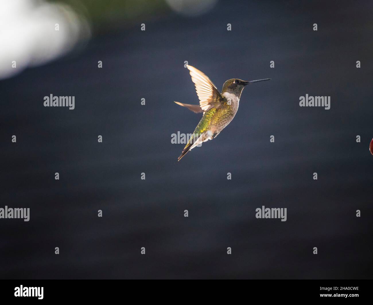Humming bird in flight Stock Photo - Alamy