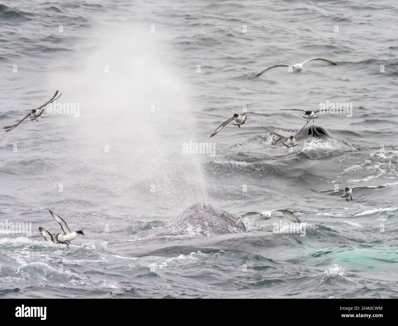 A feeding frenzy of Humpback whales, Megaptera novaeangliae feeding on krill off South Orkney ...