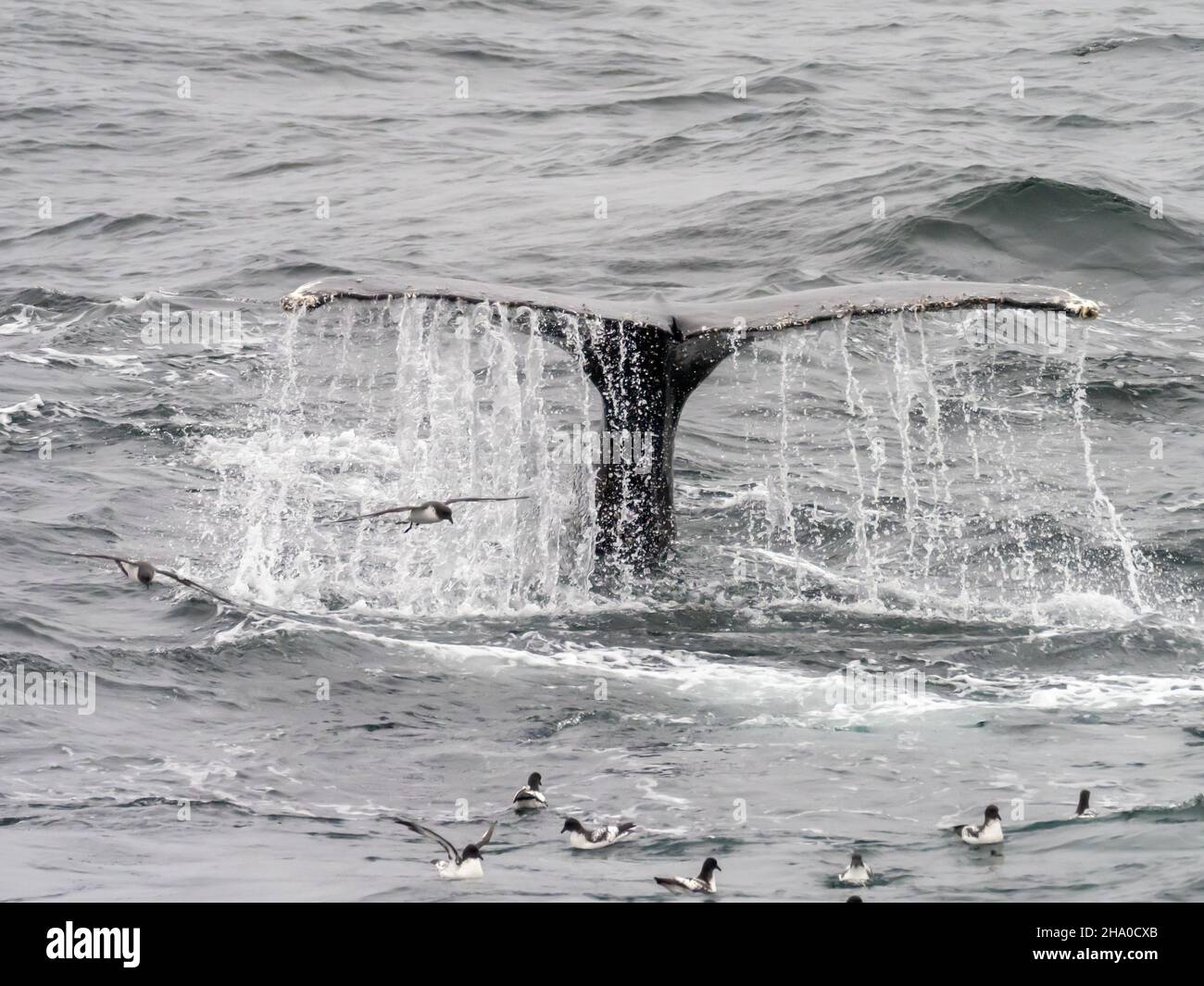 A feeding frenzy of Humpback whales, Megaptera novaeangliae feeding on krill off South Orkney ...