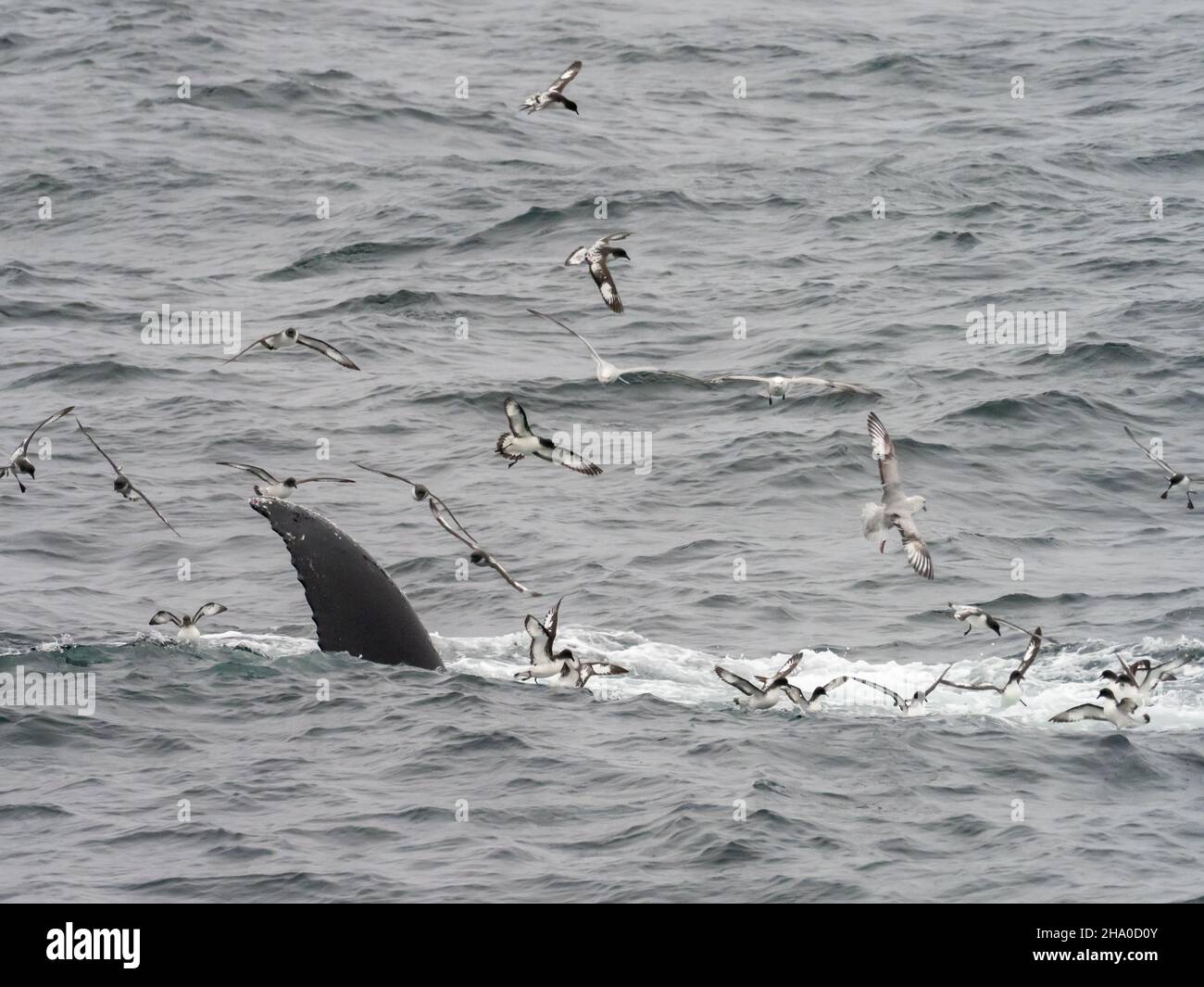 A feeding frenzy of Humpback whales, Megaptera novaeangliae feeding on krill off South Orkney ...
