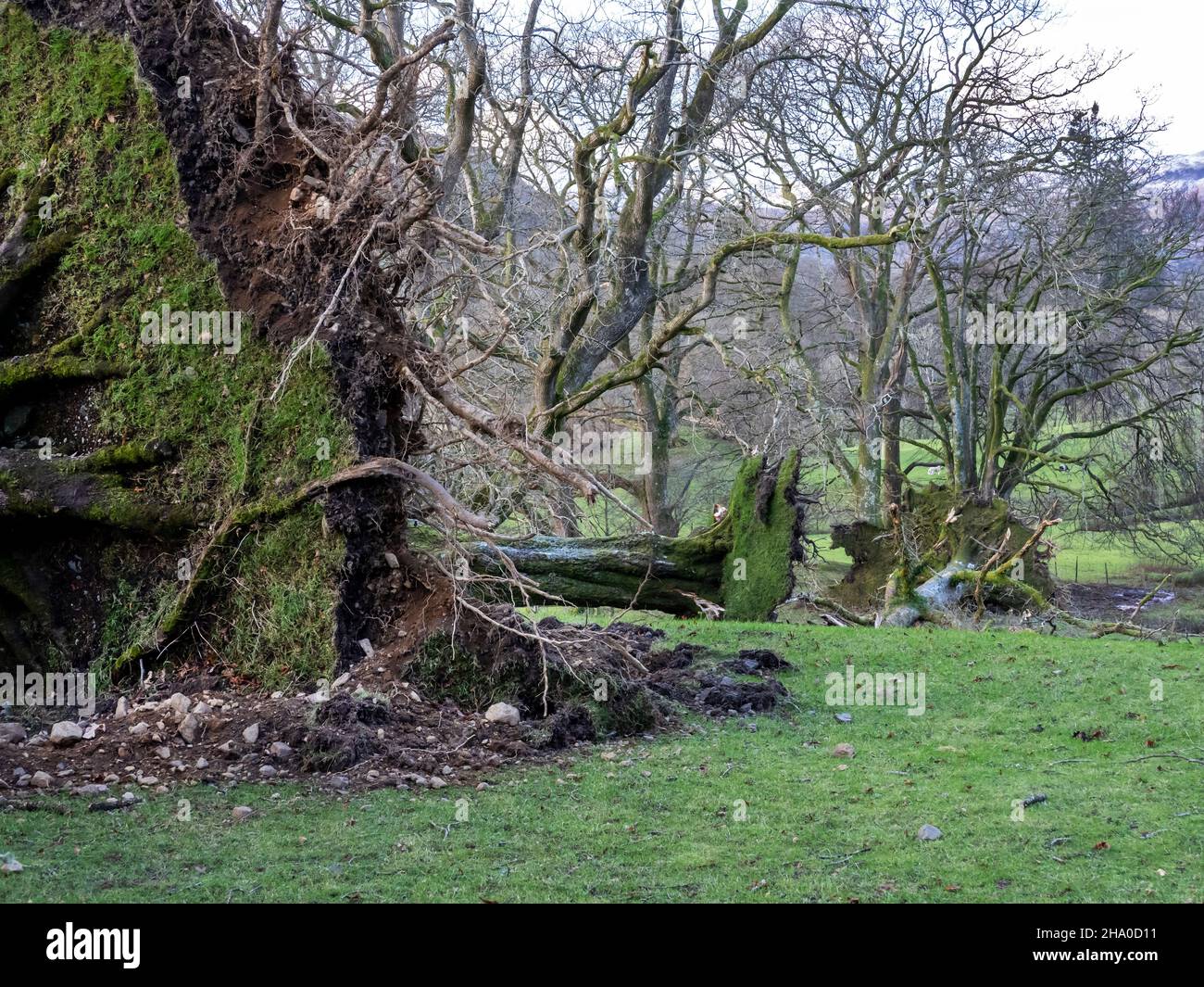Trees in Ambleside blown over by Storm Arwen, an extrmely powerful ...