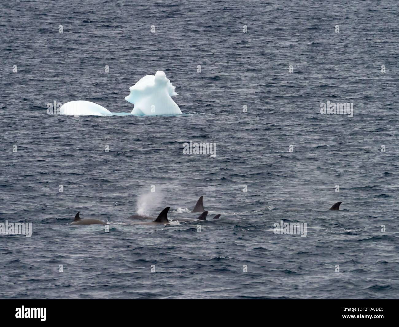 Type B2 killer whale, Orcinus orca in the Gerlache Strait, Antarctica ...