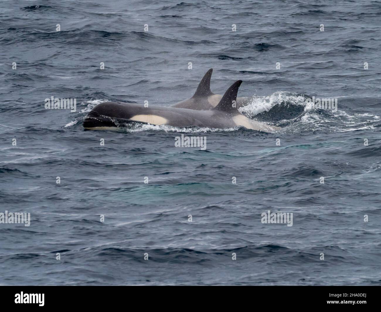 Type B2 killer whale, Orcinus orca in the Gerlache Strait, Antarctica ...
