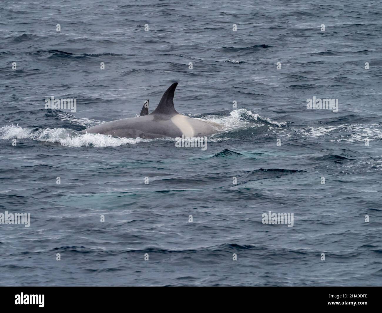 Type B2 killer whale, Orcinus orca in the Gerlache Strait, Antarctica ...