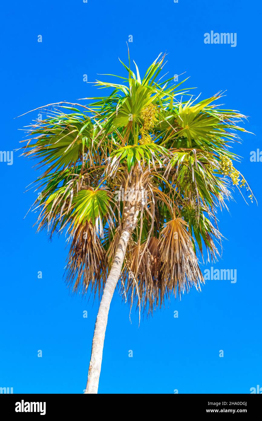 Tropical natural mexican palm tree with blue sky background at Punta ...