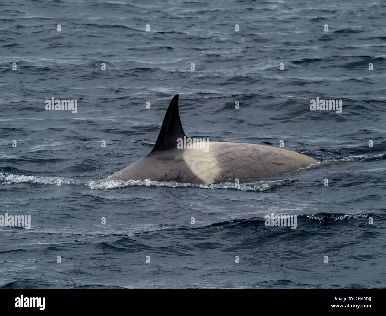 Type B2 killer whale, Orcinus orca in the Gerlache Strait, Antarctica ...