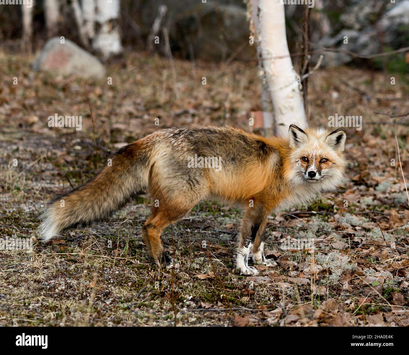 Red unique fox close-up profile side view in the spring season in its ...