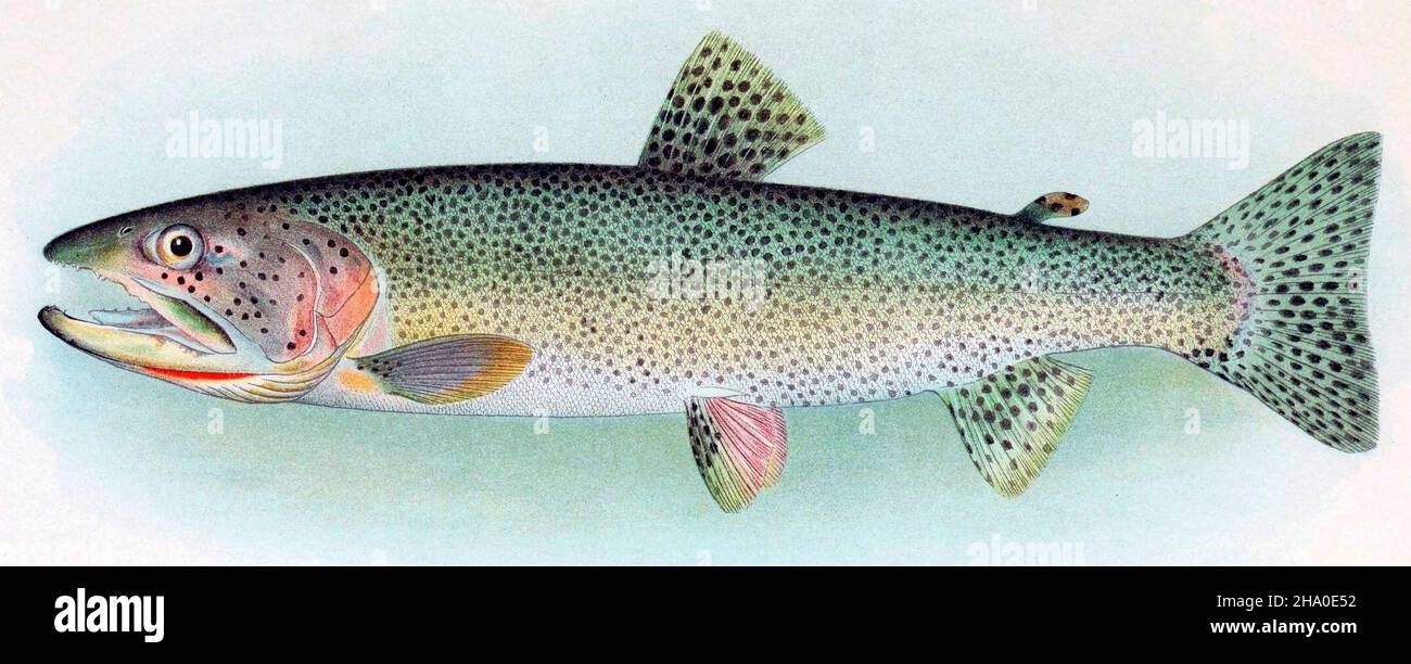 Alaska Cutthroat trout female - Oncorhynchus clarkii - 1907 Stock Photo ...