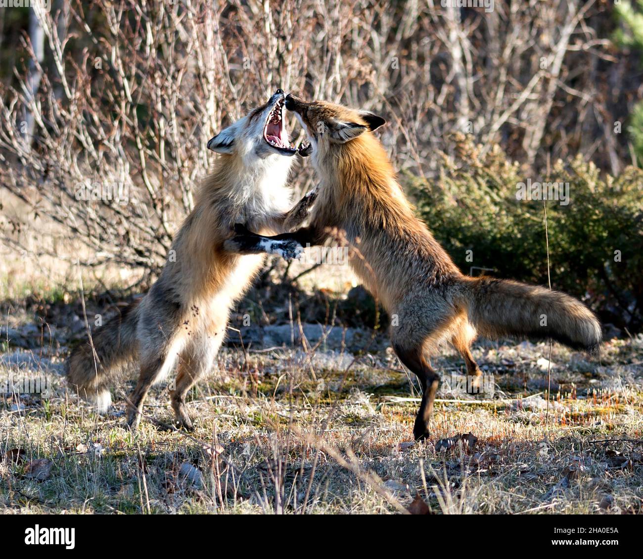 Foxes trotting, playing, fighting, interacting with a behaviour of ...