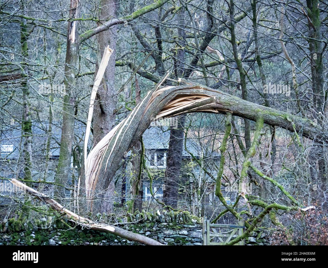 A tree in Ambleside snapped and twisted by Storm Arwen, an extrmely ...