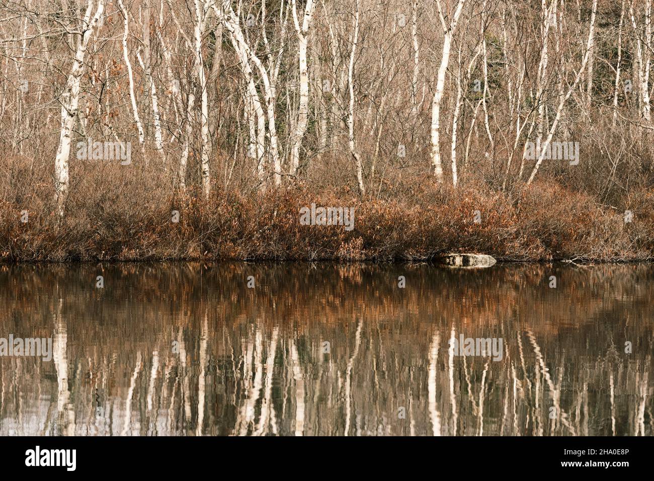 Lake shore with multiple trunk of birch trees rising from autumn brown ...