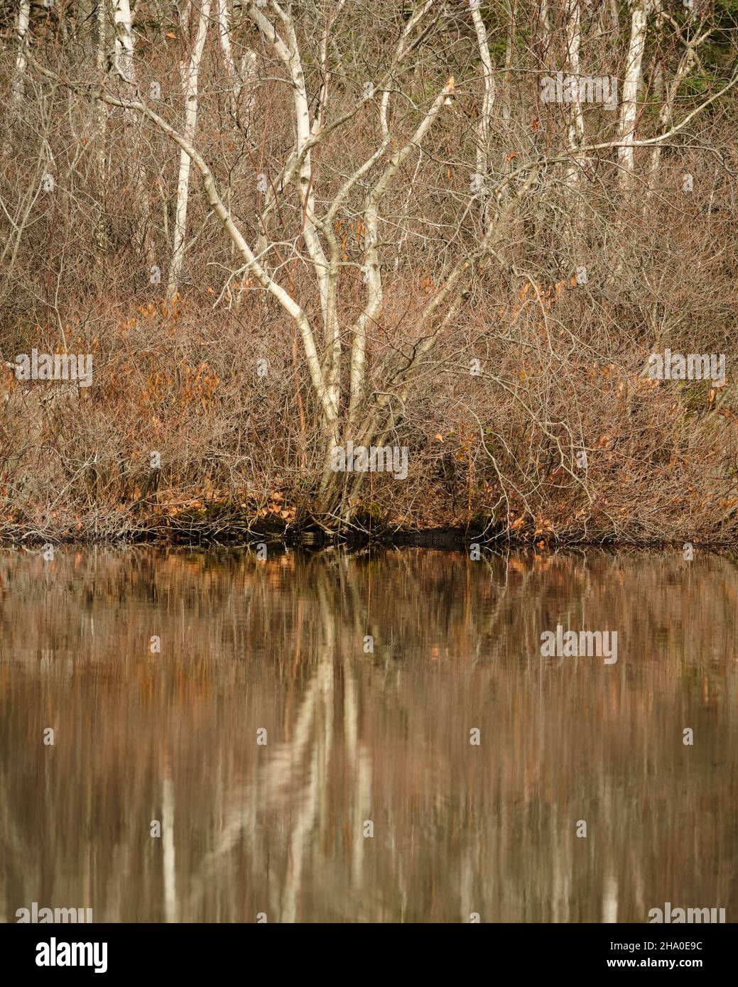 Lake shore with multiple trunk of birch trees rising from autumn brown ...