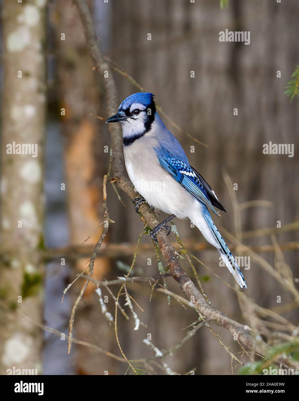 Blue Jay bird close-up, perched on a branch with a blur forest ...