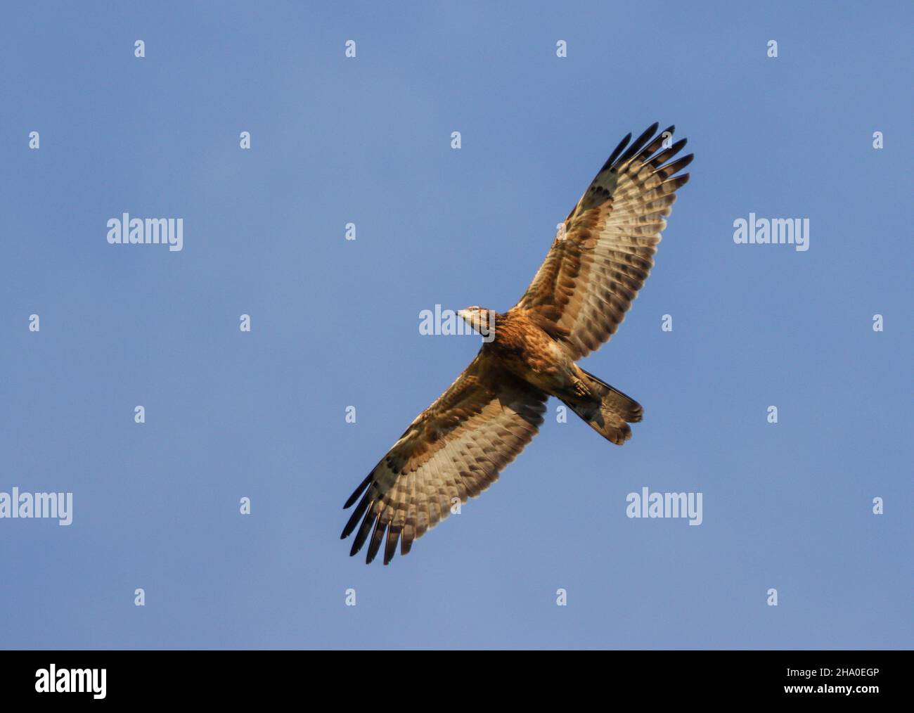 Oriental honey buzzard in flight.Crested honey buzzard is a bird of ...