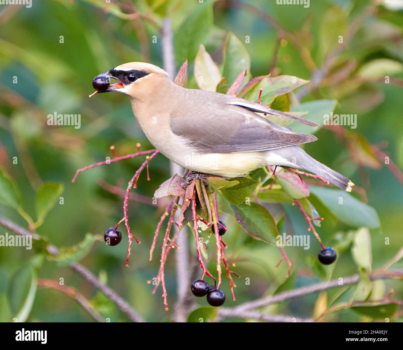 Cedar Waxwing perched with open beak eating wild berry fruits in its ...