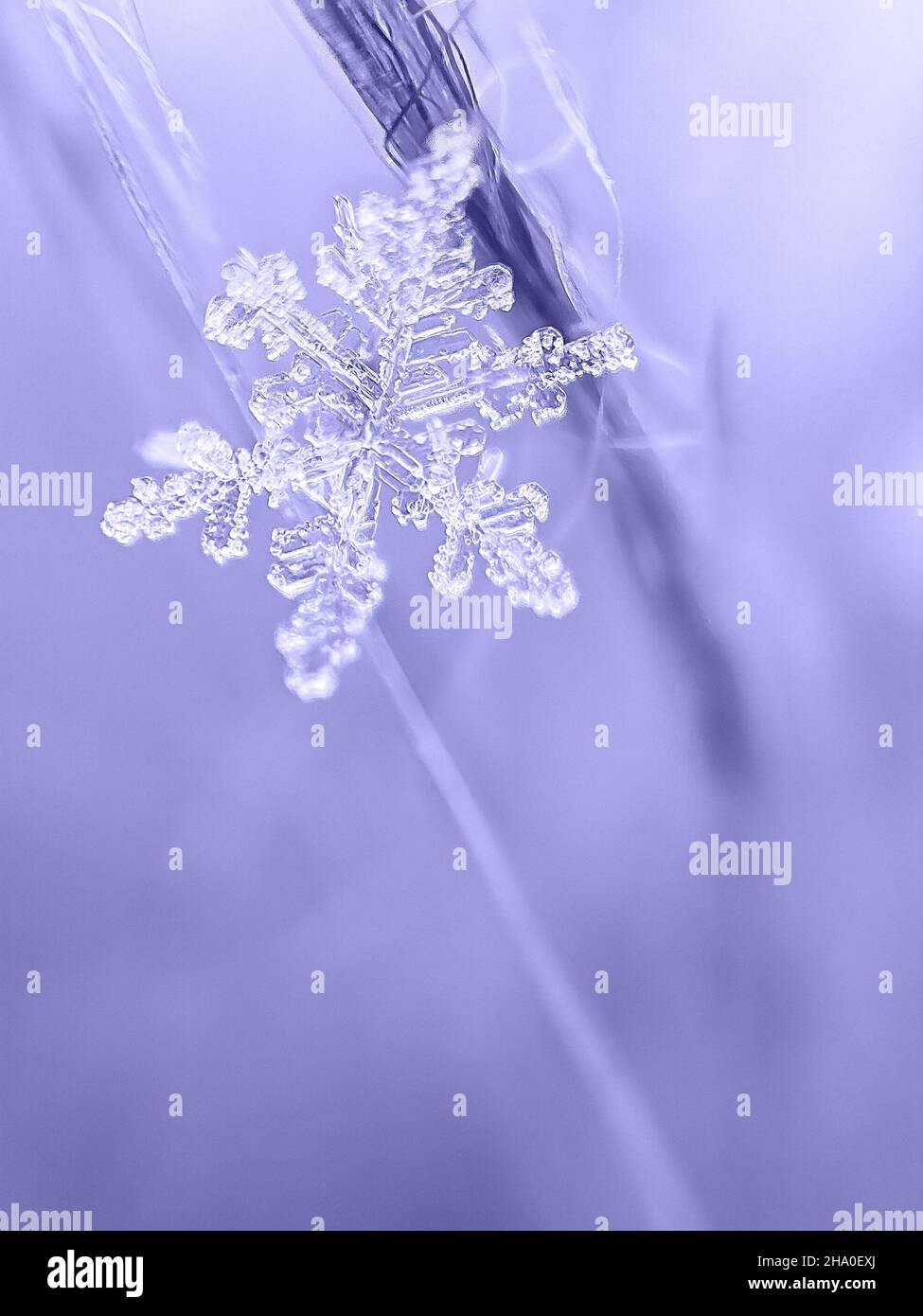 Close up view of snowflake falling down Stock Photo - Alamy