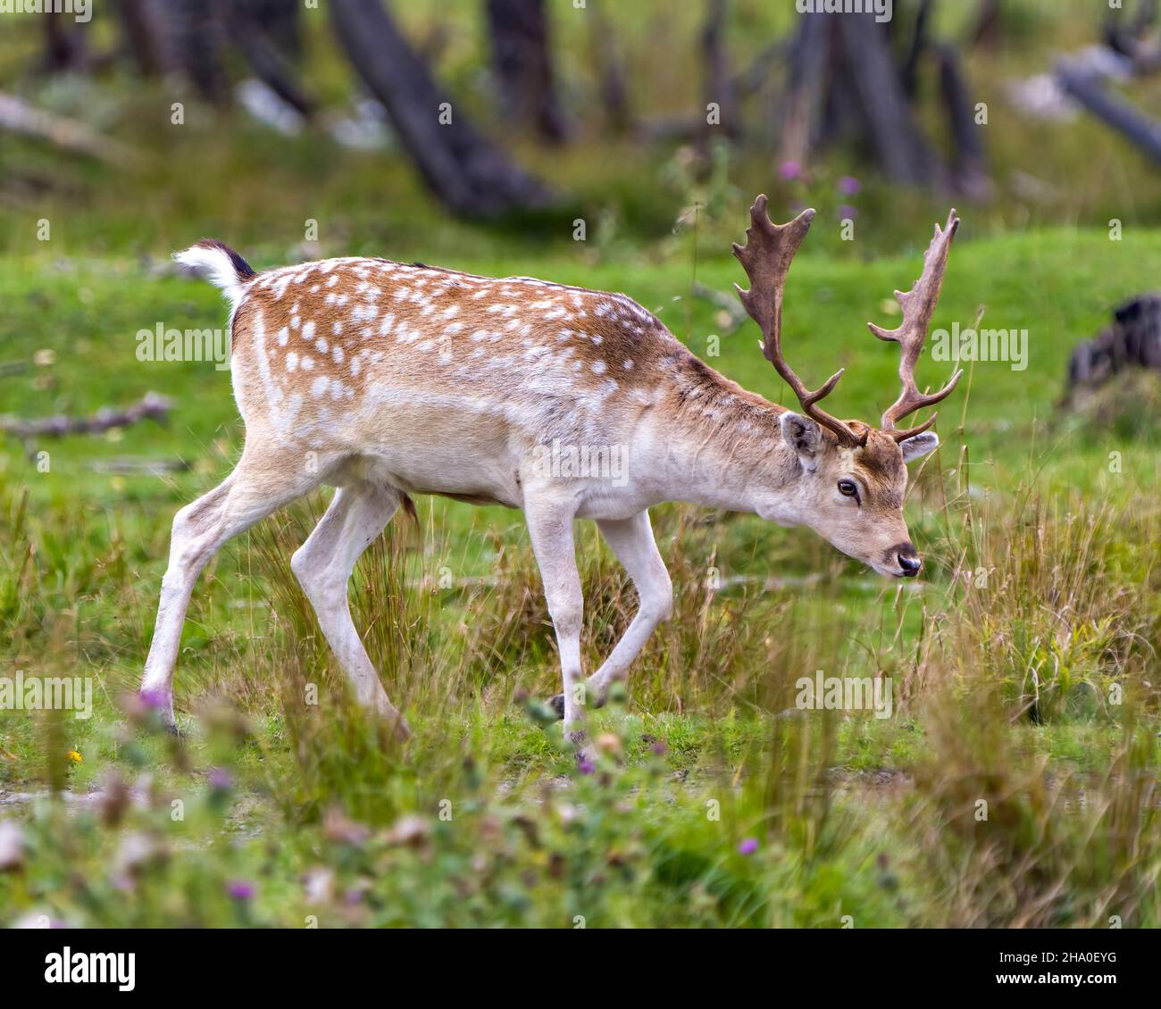 Fallow Deer close-up side view walking in the field with a blur forest ...