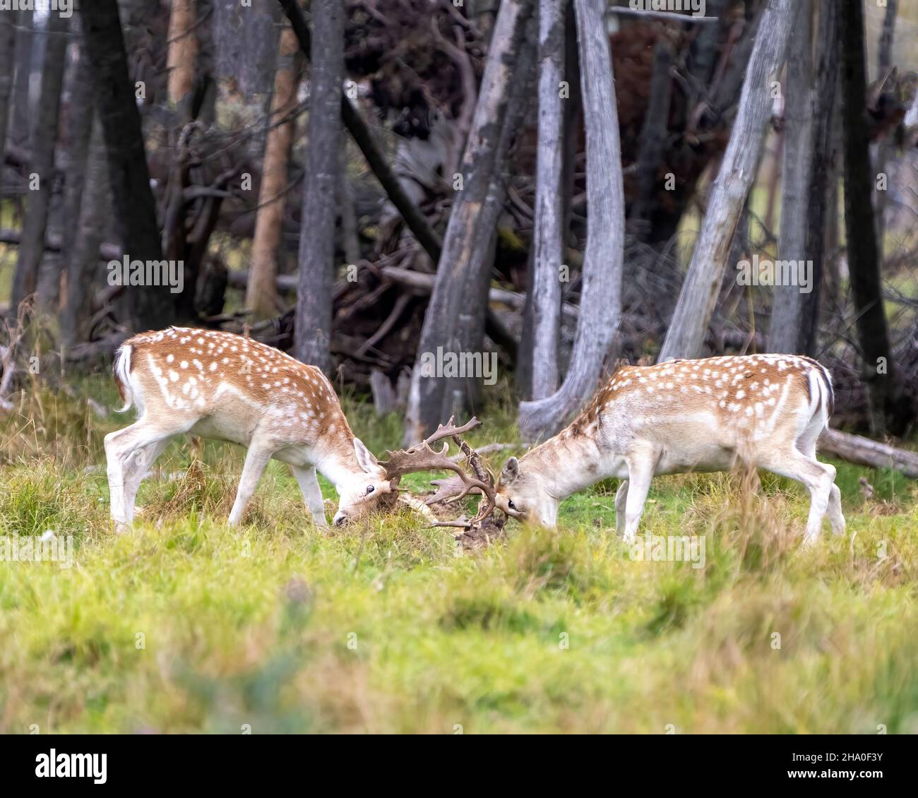 Fallow deer fighting during rutting season with a forest background in ...