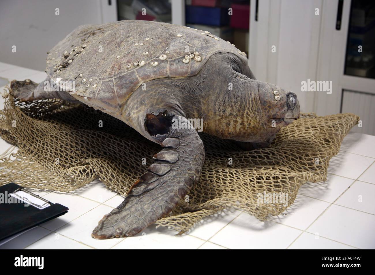 Dead sea turtle hi-res stock photography and images - Alamy