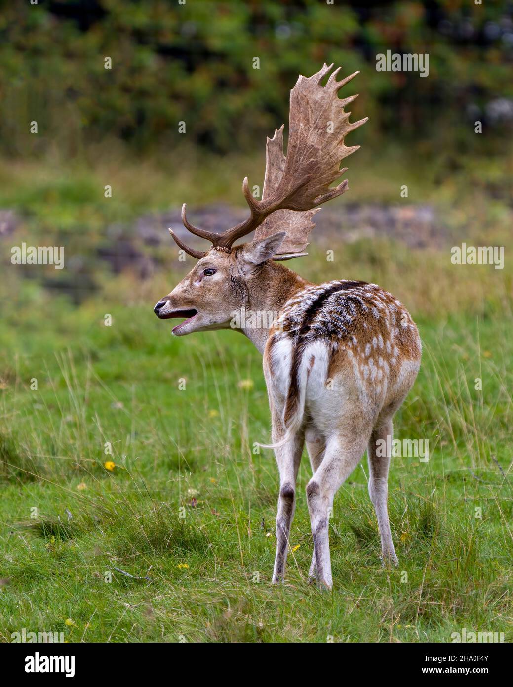 Fallow deer side view profile view hi-res stock photography and images ...