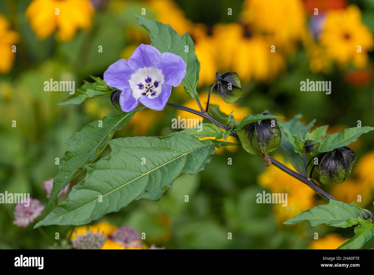 Close up of an apple of Peru (nicandra physalodes) flower in bloom ...
