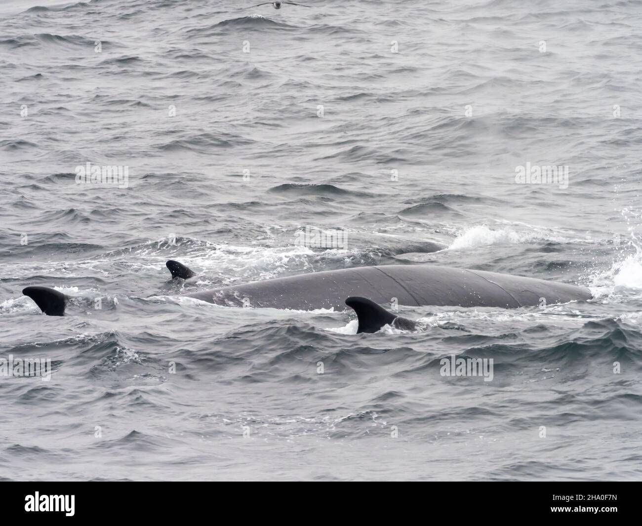 Fin whales, Balaenoptera physalus, feeding on krill off South Orkney ...