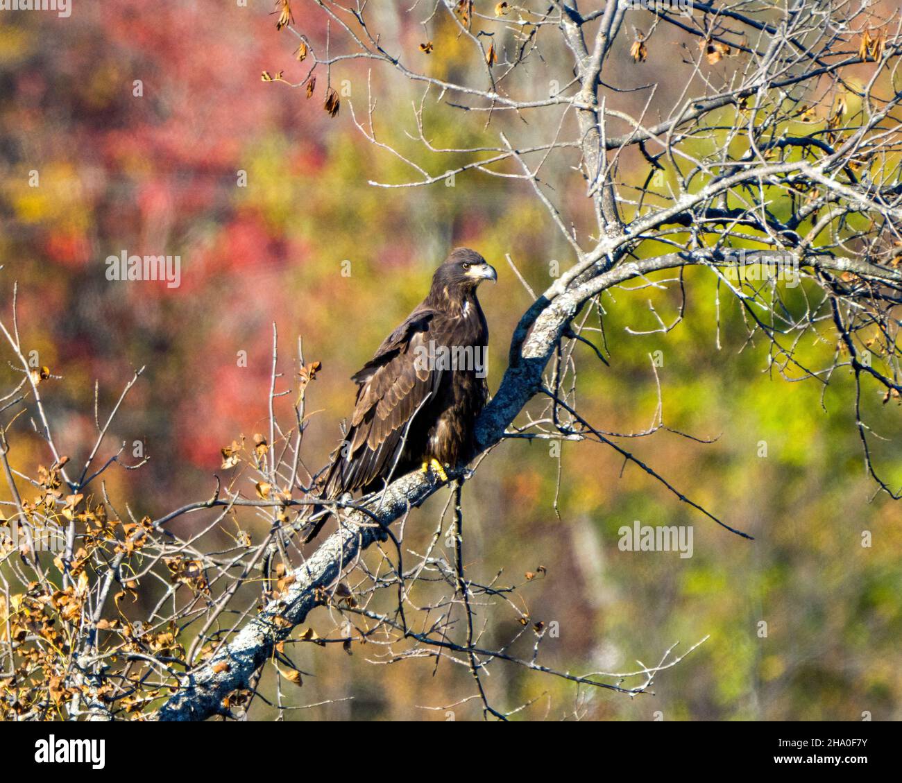 Juvenile Bald Eagle perched with a autumn blur background in its ...