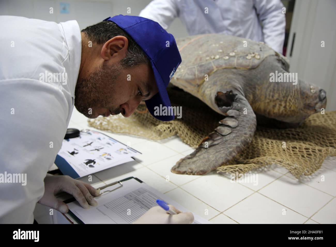 Tunisia, dead sea turtle, INSTM Stock Photo - Alamy