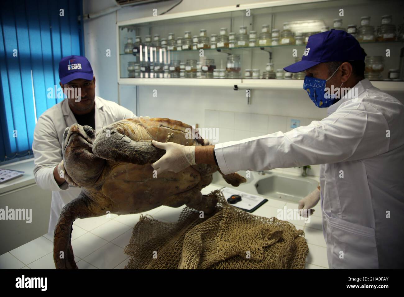 Tunisia, dead sea turtle, INSTM Stock Photo - Alamy