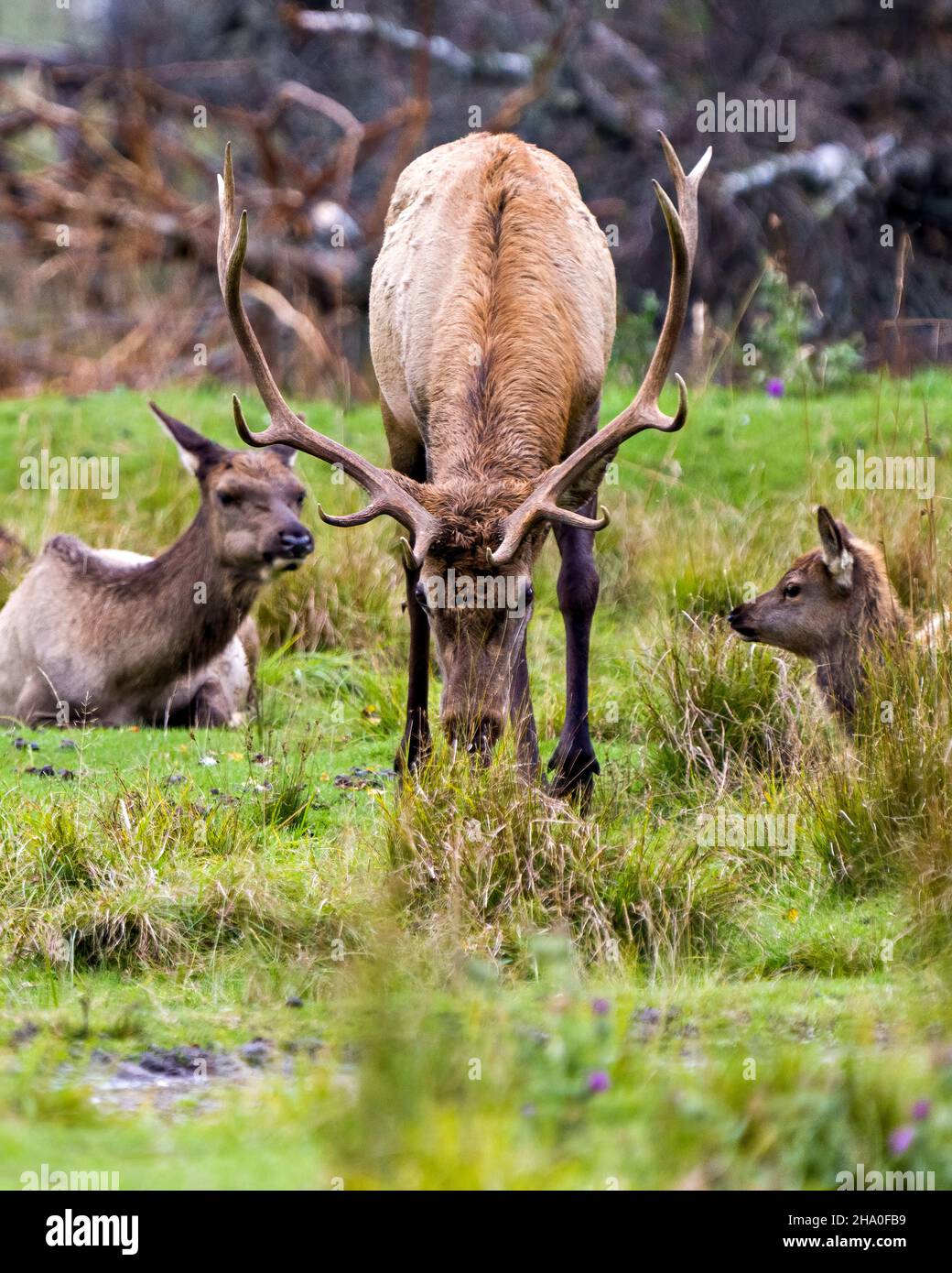 Elk family in the field with a blur forest background in their ...