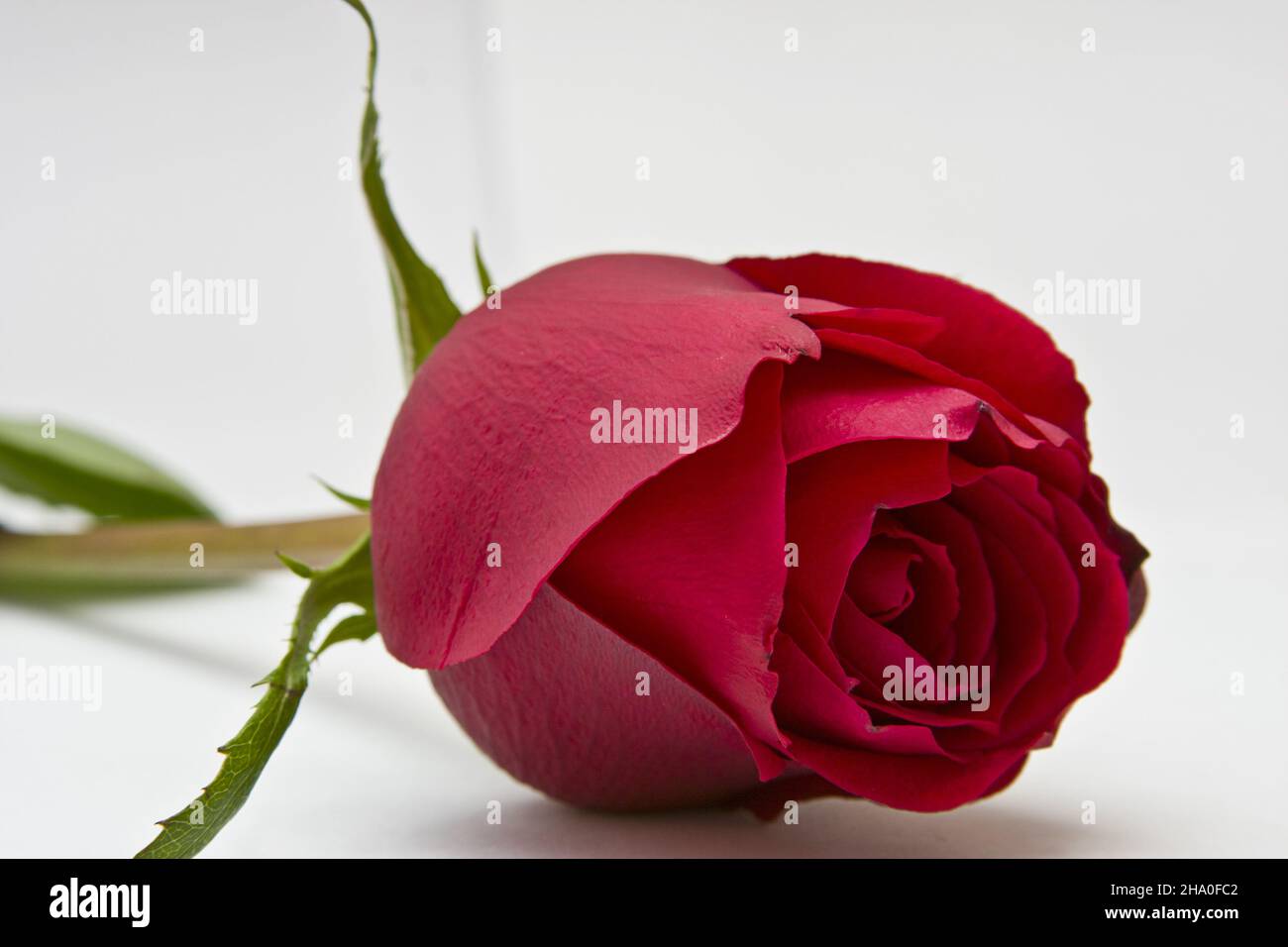 Single red rose isolated on a white background Stock Photo - Alamy