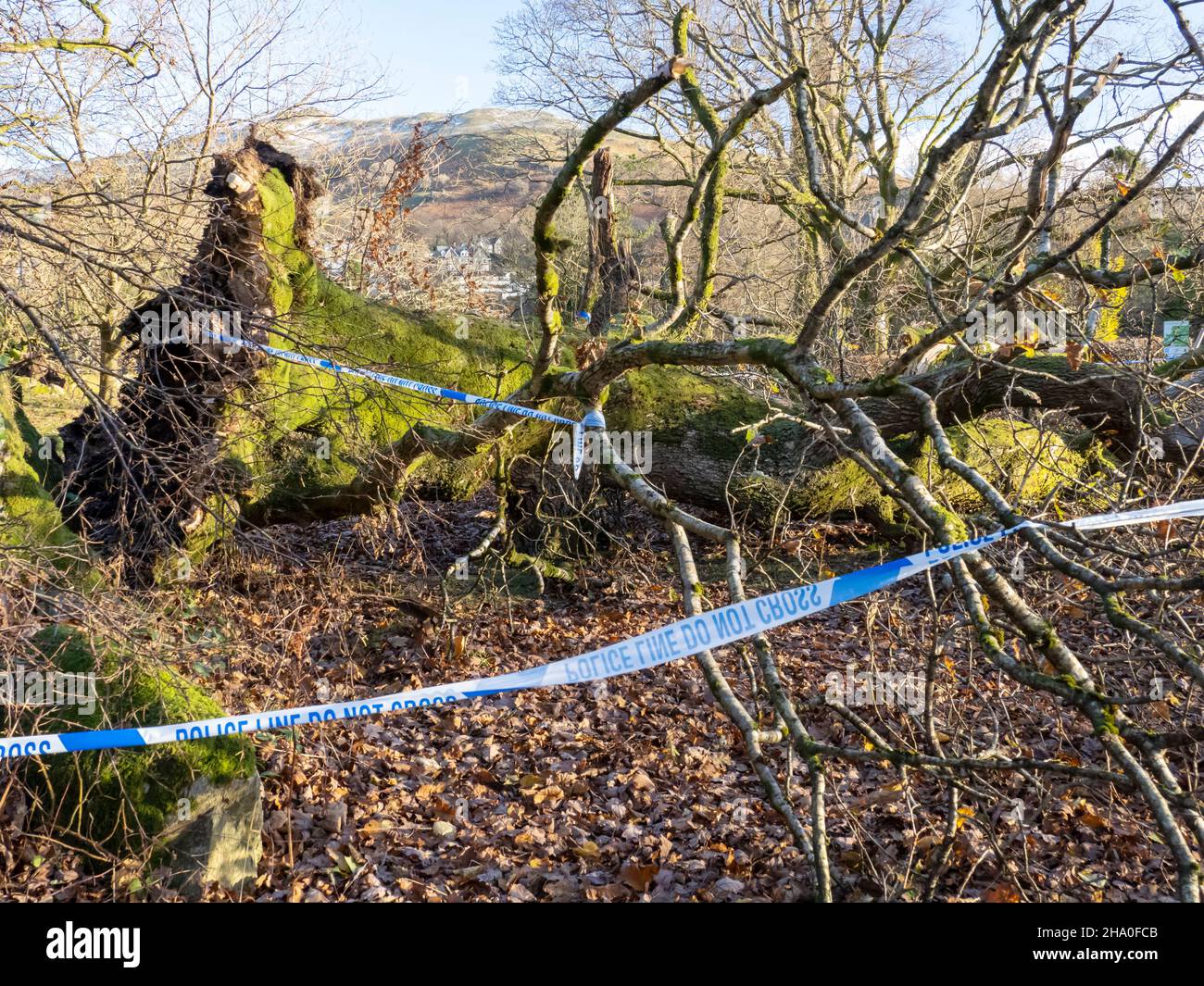 A tree in Ambleside blown over by Storm Arwen, an extrmely powerful ...