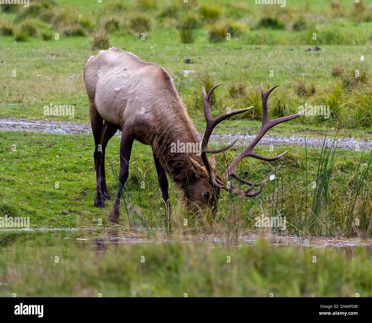 Elk male close-up profile view drinking water and displaying its ...