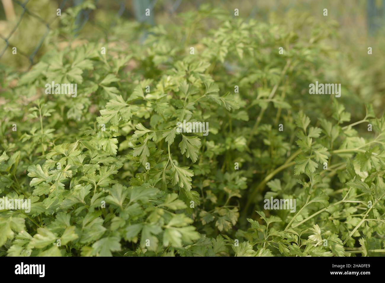 Curly leaves shrub hi-res stock photography and images - Alamy