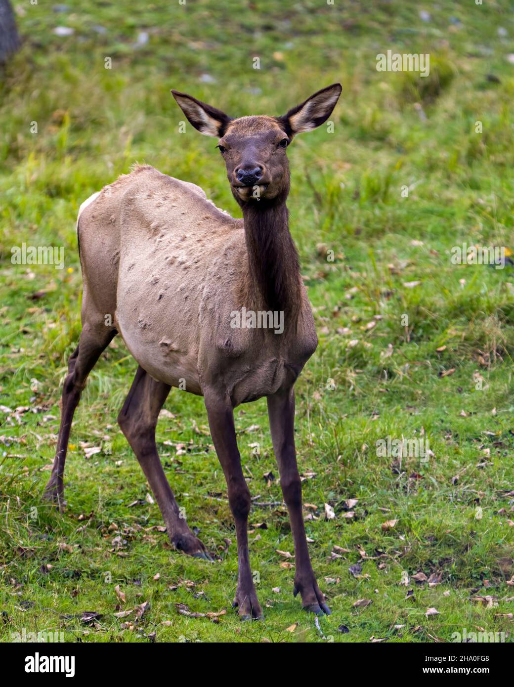 Elk female cow looking at camera in the field with grass background in ...